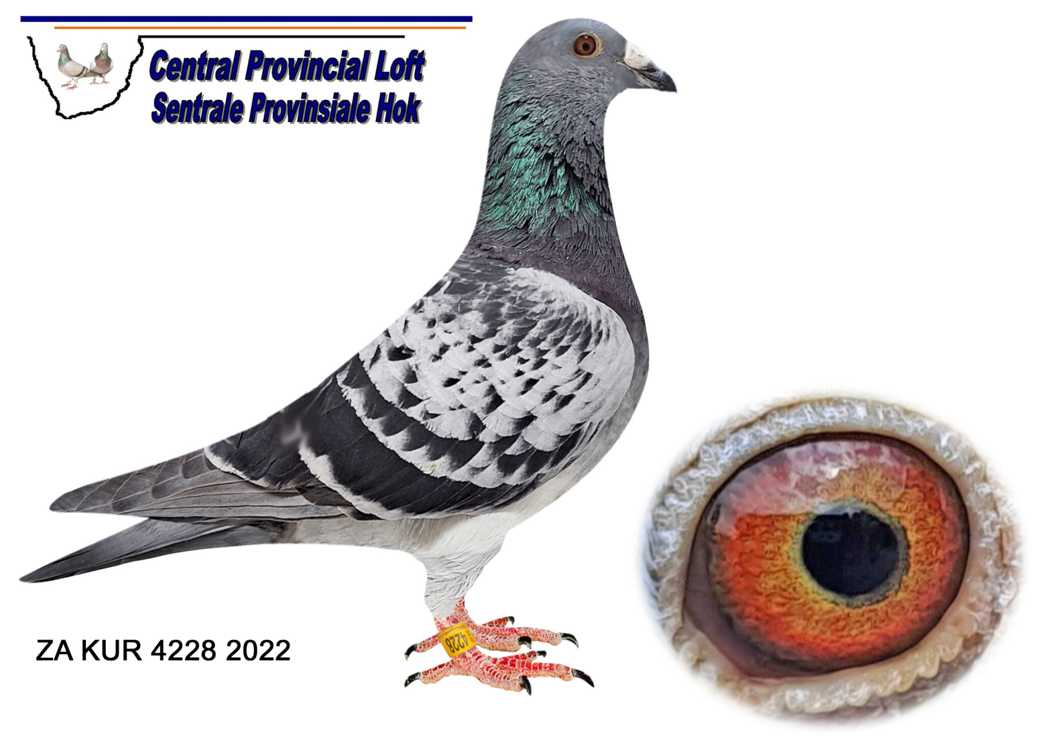 LOT 58 CENTRAL LOFTS OLR – KUR 4228 2022 – TEAM OBERHOLSTER -SIRE: 8210 ZA DPK 19. Diamond ...