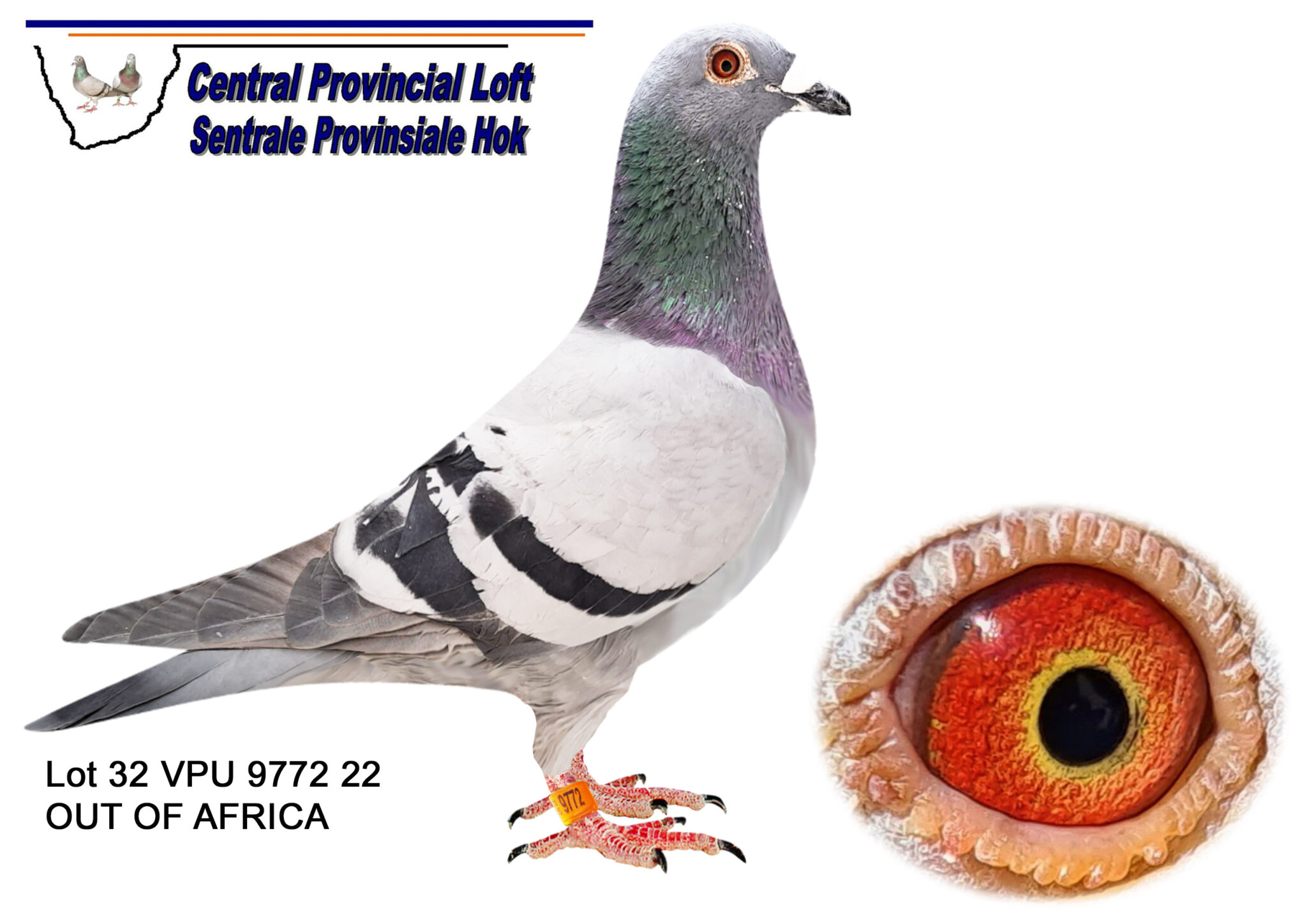 LOT 32 CENTRAL LOFTS OLR -Vpu 9772 22 – OUT OF AFRICA -SIRE: ZA 17 GPU 05429 “0003 X SANPO GOLD ...