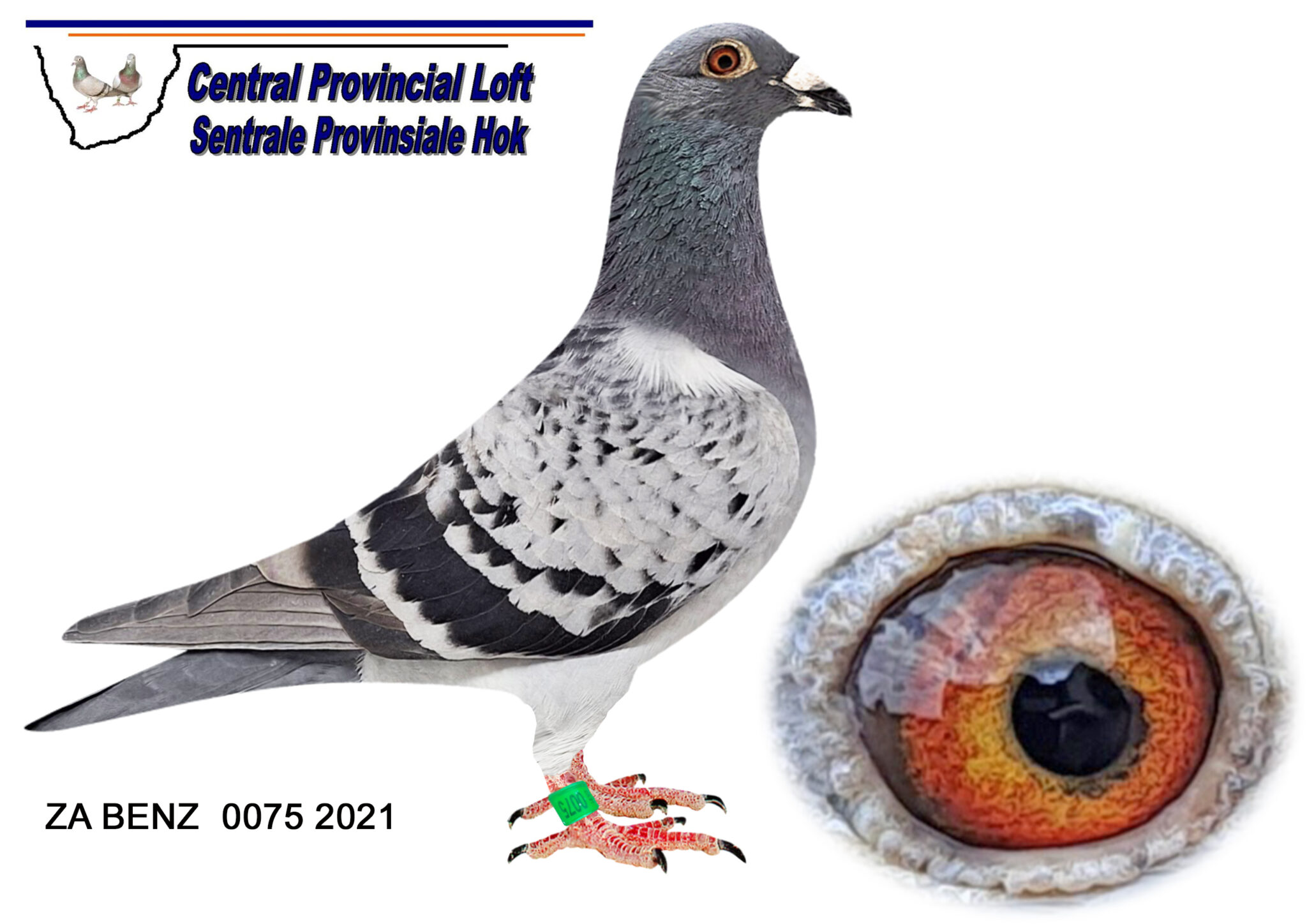LOT 34 CENTRAL LOFTS OLR -Benz 0075 2021 – PAUL EN NICO -SIRE: 17016 16 ...