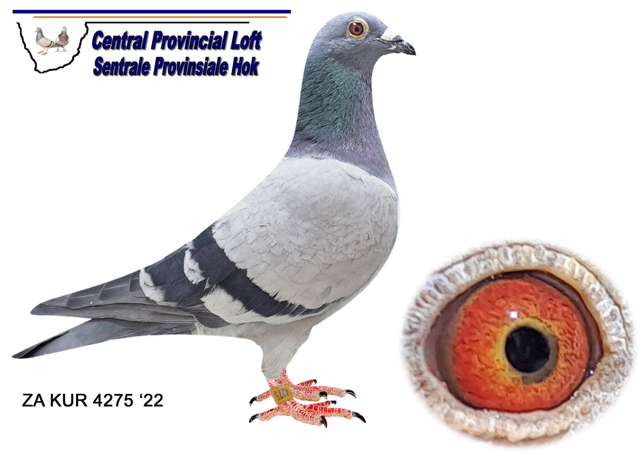 LOT 46 CENTRAL LOFTS OLR – Kur 4275 22 – Team Oberholster – SIRE ...