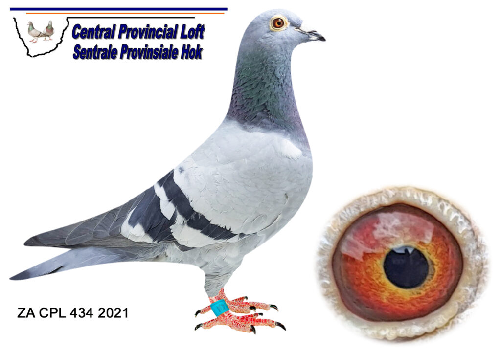 LOT 52 CENTRAL LOFTS OLR -CPL 434 2021 – JOHAN LOUWRENS -this pigeon is ...