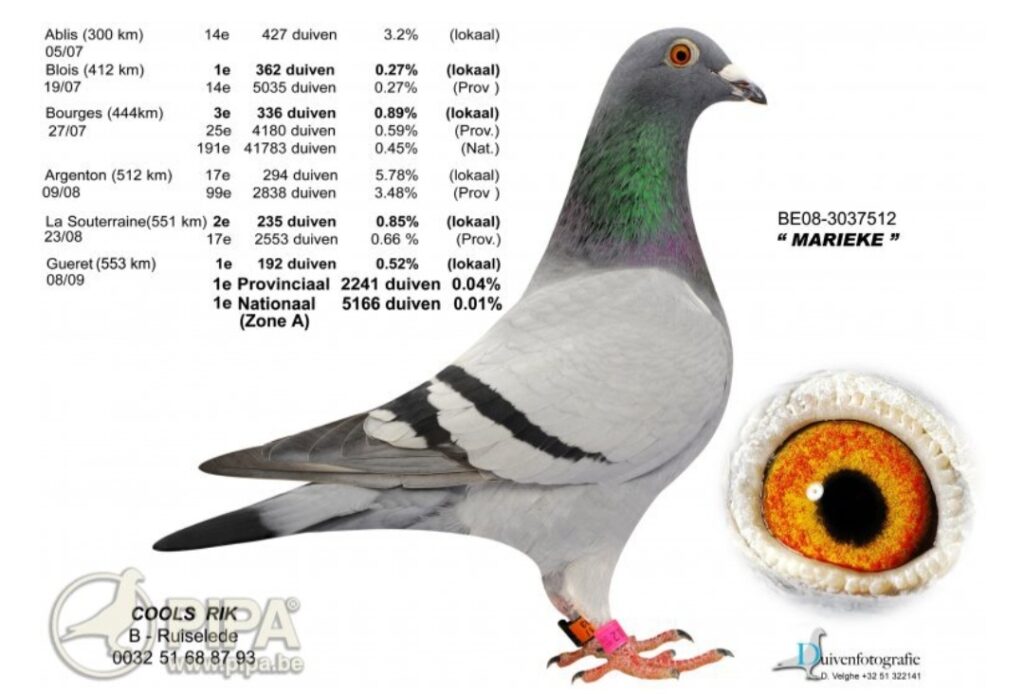 .LOT 1 FERDIE COETZER – ZA 21 OERL 78 BBPD – Super handling Vandenabeele hen . Granddaughter to ...