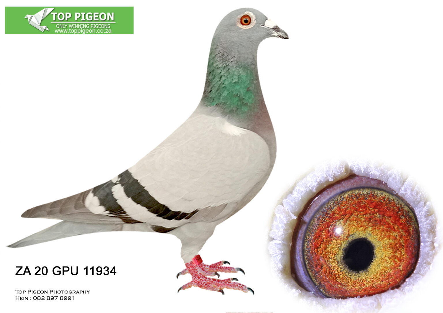 LOT 19 DANIE SCHOLTZ / JACO FAUL – ZA 20 GPU 11934 – SIRE:1993 ZA 18 GPU . Strain: Jaco Faul 11 ...