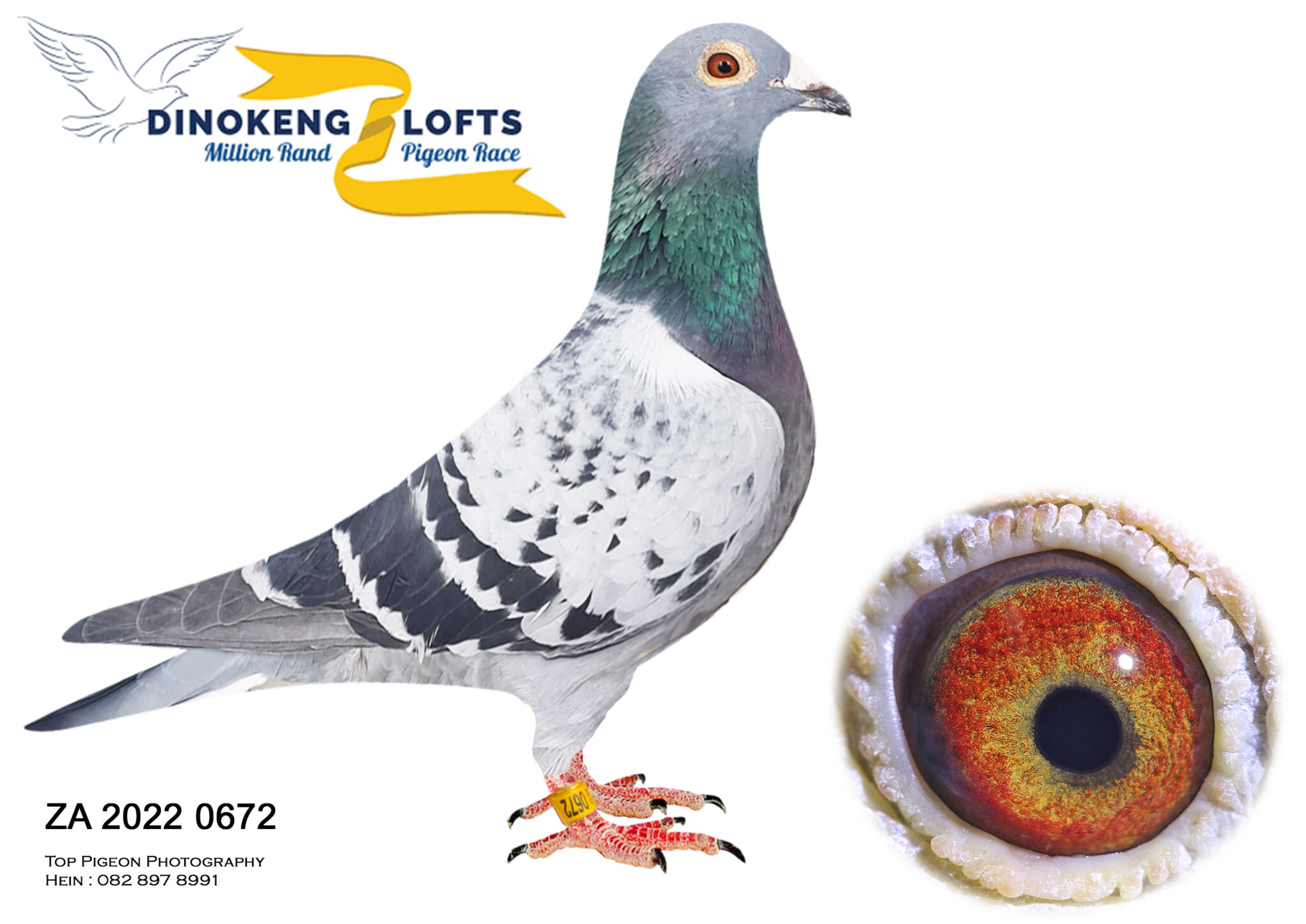 Lot 12 DINOKENG LOFTS AUCTION 2-DE KRUIK SINDIKAAT ZA 22 0672 CH – SIRE: ZA 17 OPCEB 268 . Alias ...