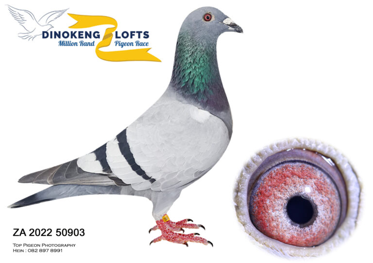 Lot 13 DINOKENG LOFTS AUCTION 2-DIE STORMERS-ZA 22 50903 . –BRED BY BERTUS NEL–Sister of: ZA 21 ...