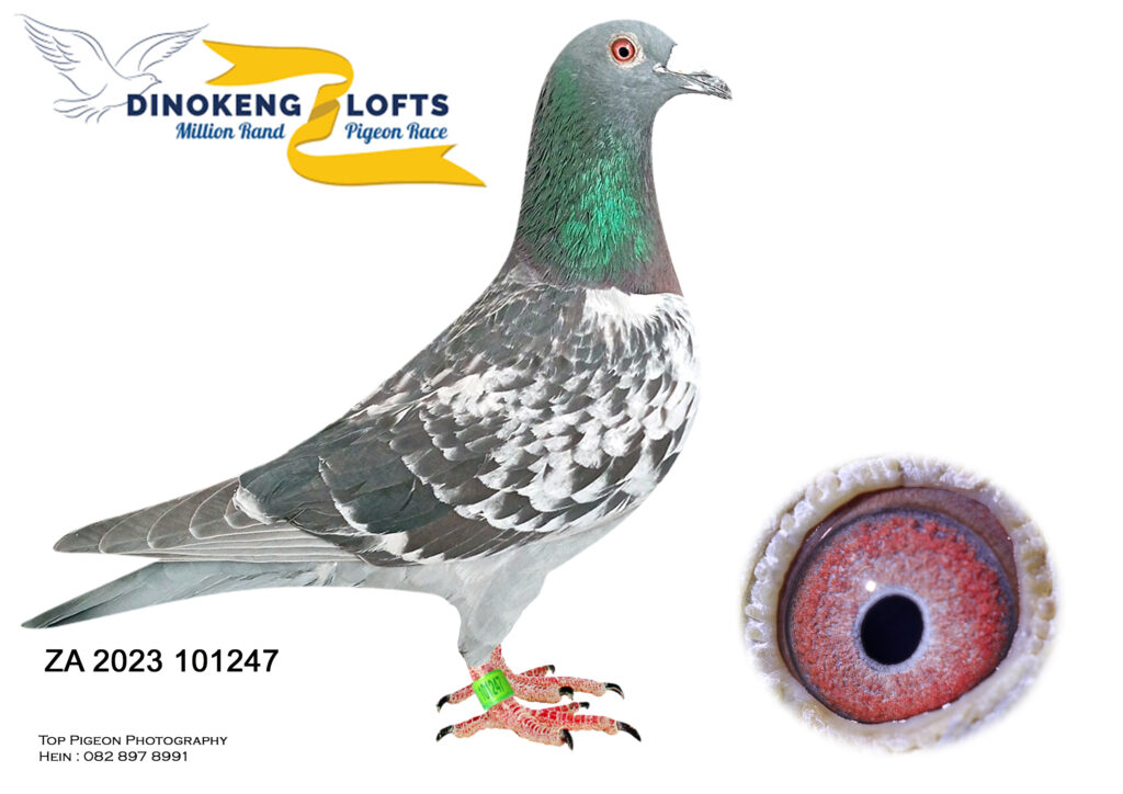 Lot 67 DINOKENG LOFTS AUCTION 2-DIE STORMERS-ZA 23 101247 -BRED BY BERTUS NEL— Halfsister of ...