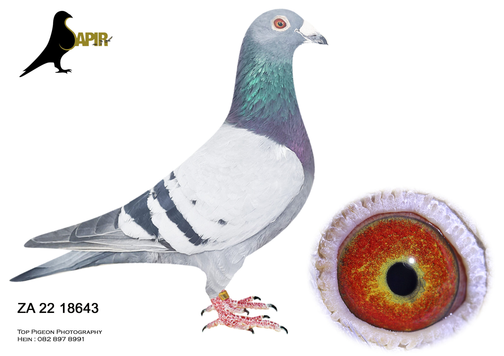 .Lot 4 SAPIR AUCTION 1-HENDRIK BADENHORST(GLEN ALLEN LOFTS)-ZA 22 18643 – 13TH GRAND AVERAGE ...