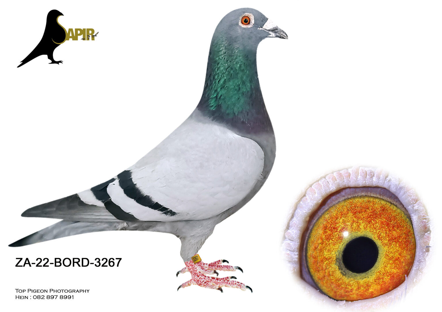 .Lot 6 SAPIR AUCTION 1-PHILLIPS & ENGELBRECHT-ZA 22 BORD 3267 BBAR – SIRE: 1685 ZA 20 MUNNIK ...