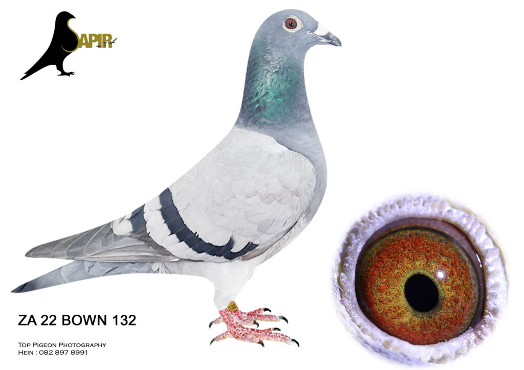 LOT 24- SAPIR AUCTION 4 – BRAD BOWN – ZA 22 BOWN 132 – NOPEDIGREE!!