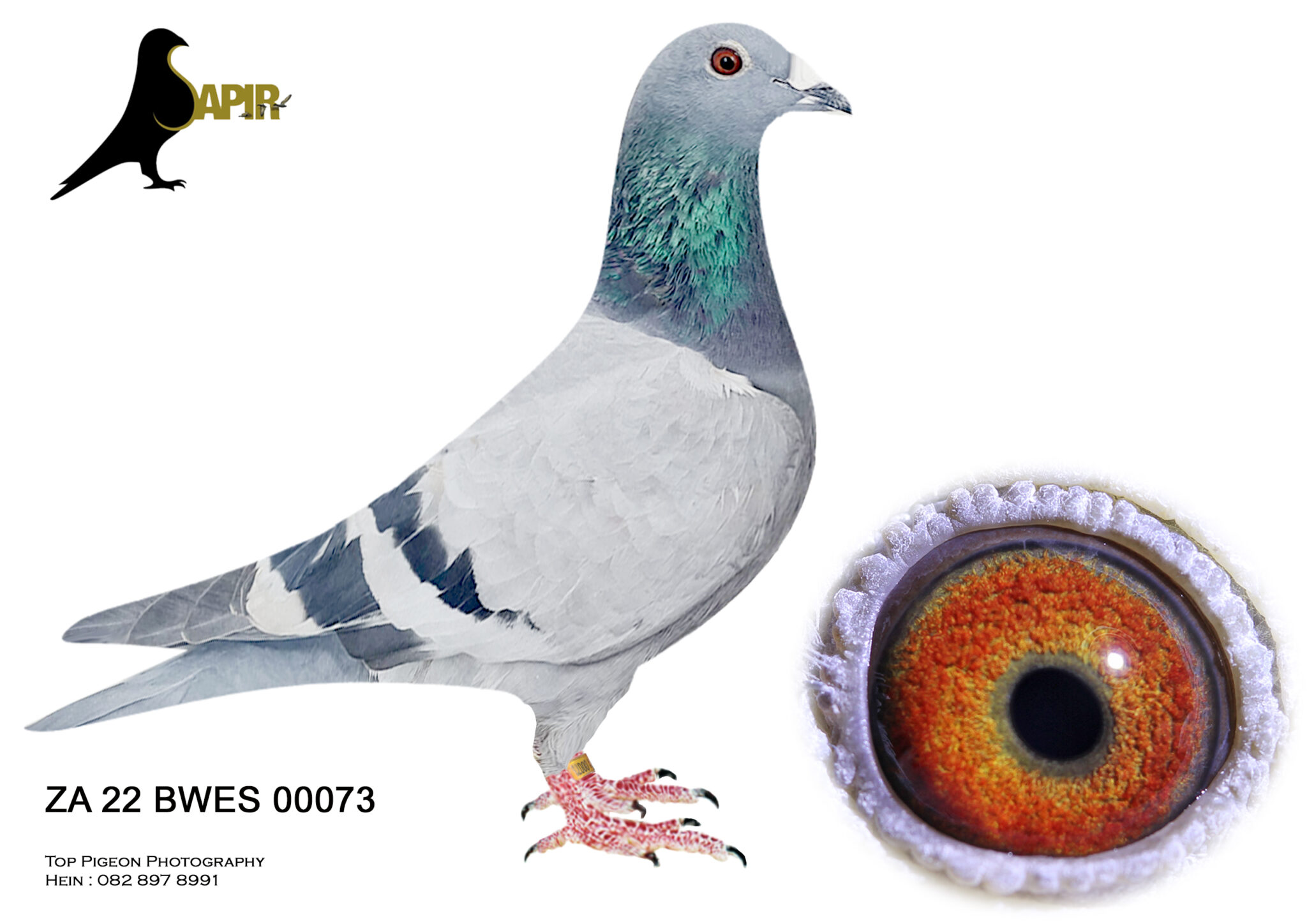 .Lot 7 SAPIR AUCTION 1-TEAM VISION-ZA 22 BWES 00073 BBAR – SIRE:0166 ...