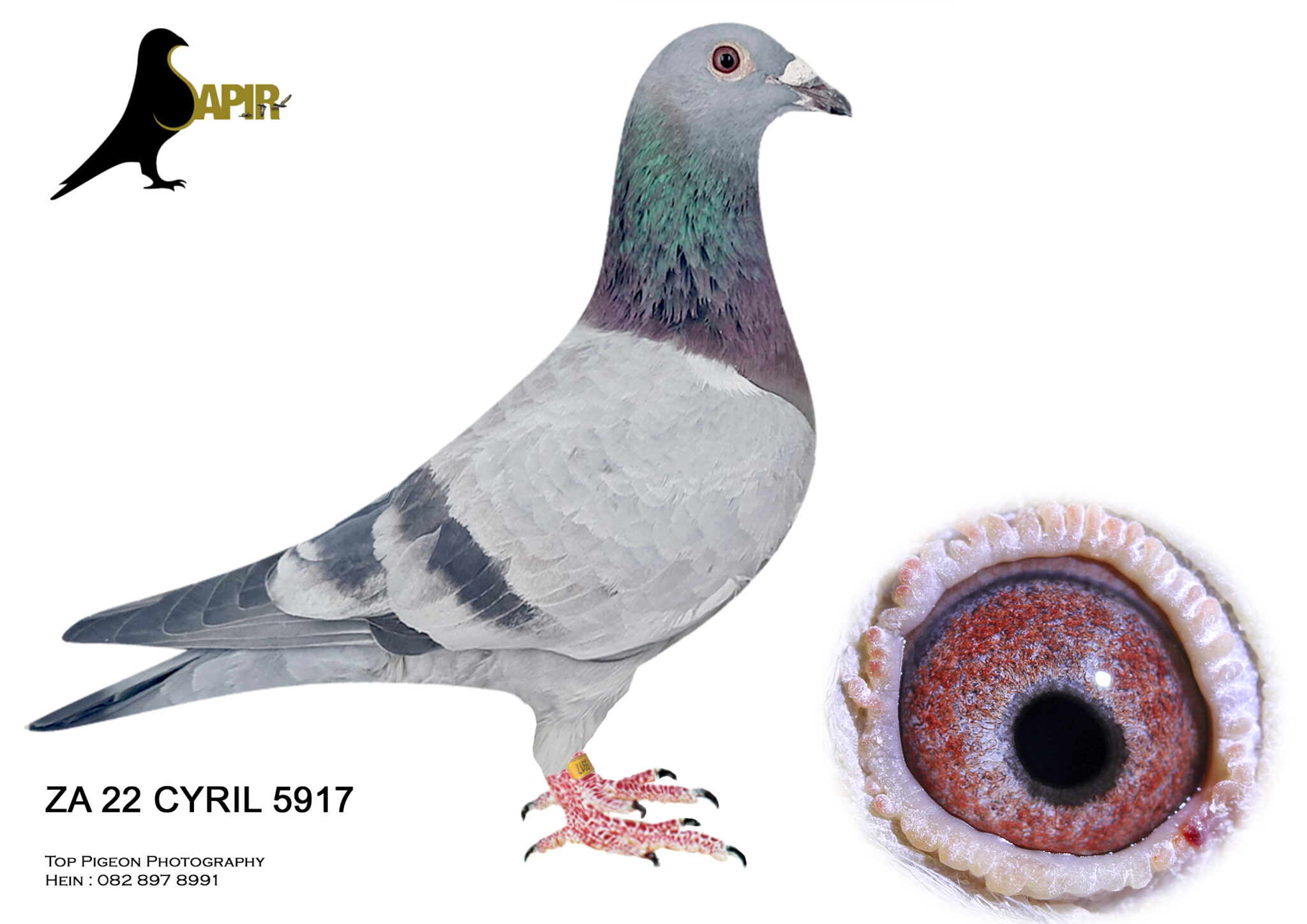 Lot 43 SAPIR AUCTION 1-AHLERS LOFTS-ZA 22 CYRIL 5917 SCAL – 11TH GRAND AVERAGE WINNER ——–SIRE ...