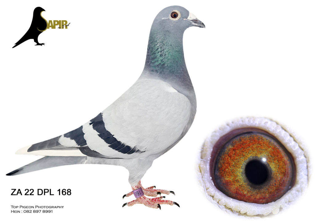 Lot 12 SAPIR AUCTION 1-DIESEL POWER LOFTS-ZA 22 DPL 168 BBAR WF – SIRE: 164964 OP 19 ZA. Strain ...