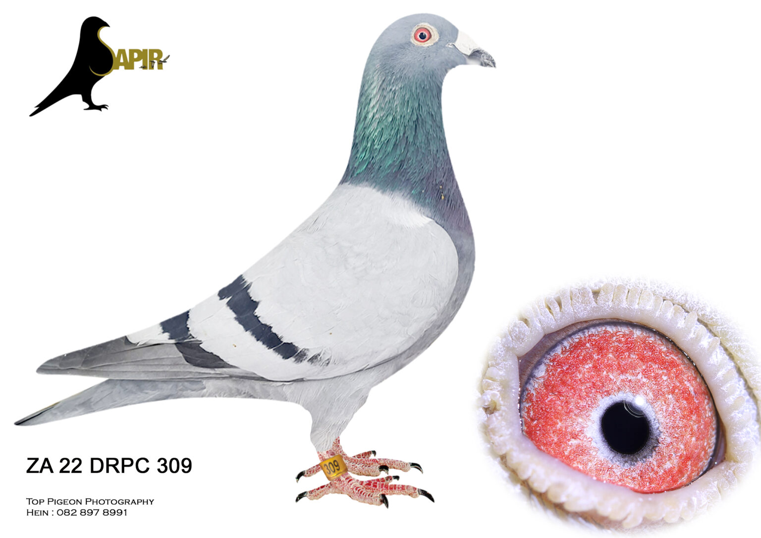 Lot 58 SAPIR AUCTION 1-LEON & CLINT-ZA 22 DRPC 309 bbar – SIRE: ZA 13 GPU 05755. STERKE ACE LINE ...