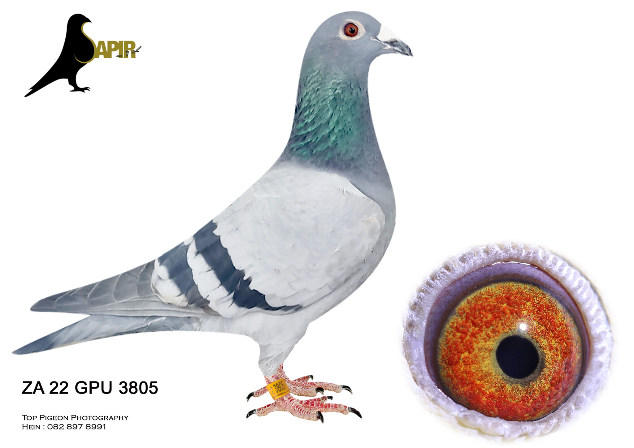 Lot 59 SAPIR AUCTION 1-FAMOUS BLUE LOFTS-ZA 22 GPU 3805 BBAR – SIRE: 3669 033 15 DAN. Alias ...