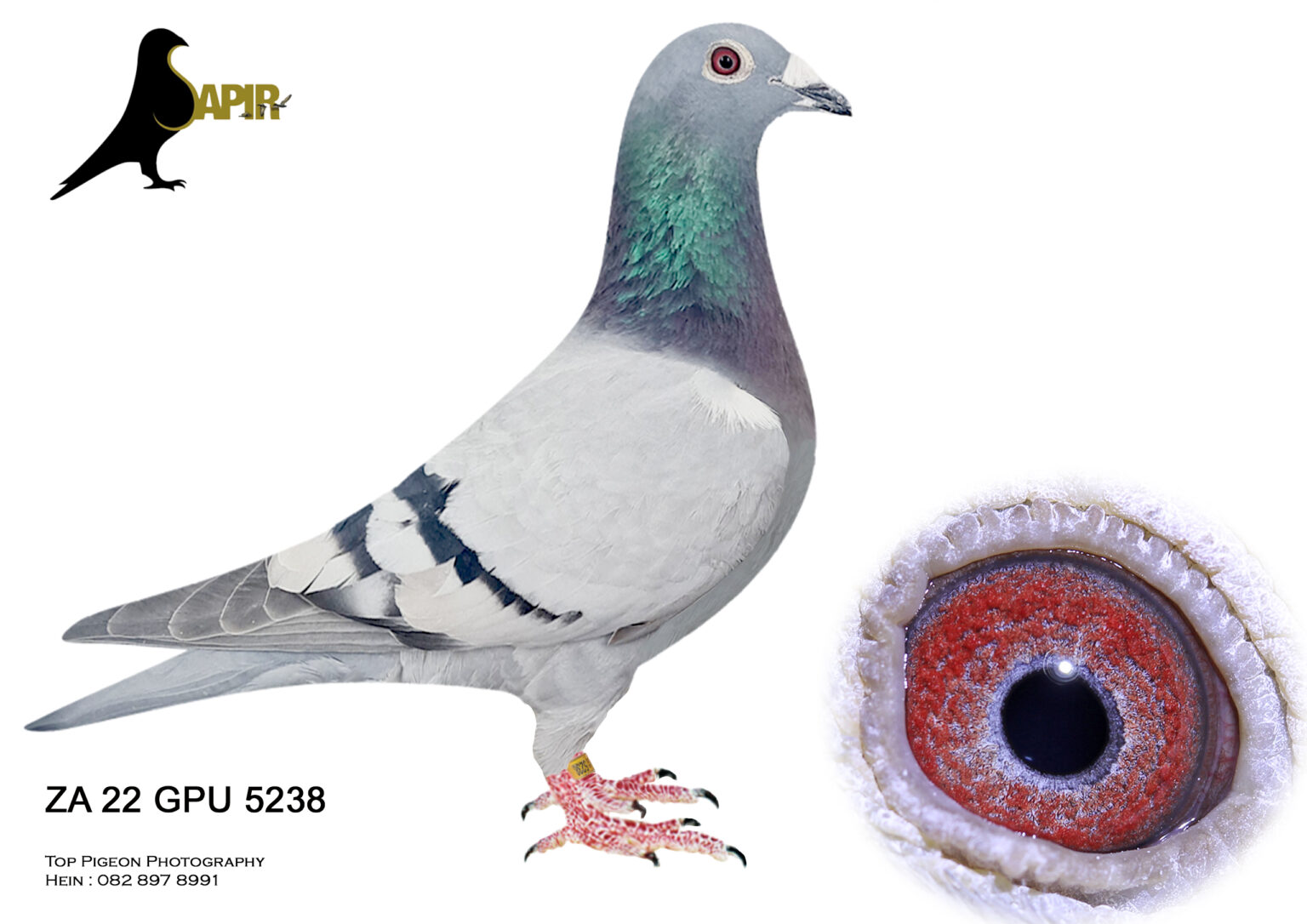 Lot 16 SAPIR AUCTION 1-BRADBURY FREEMAN & VD LINDE (BRED BY BRADBURY & FREEMAN) -ZA 22 GPU 5238 ...