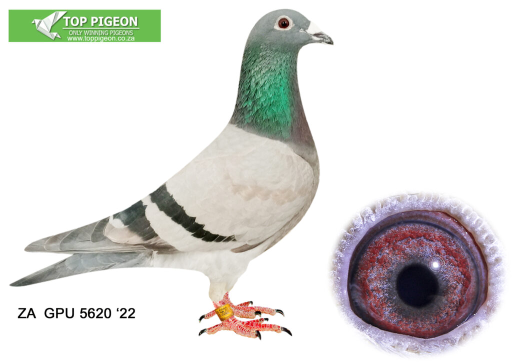 LOT 13 TOP PIGEON EARLY OCTOBER – ZA 22 GPU 5620 BB – is full sister to ...