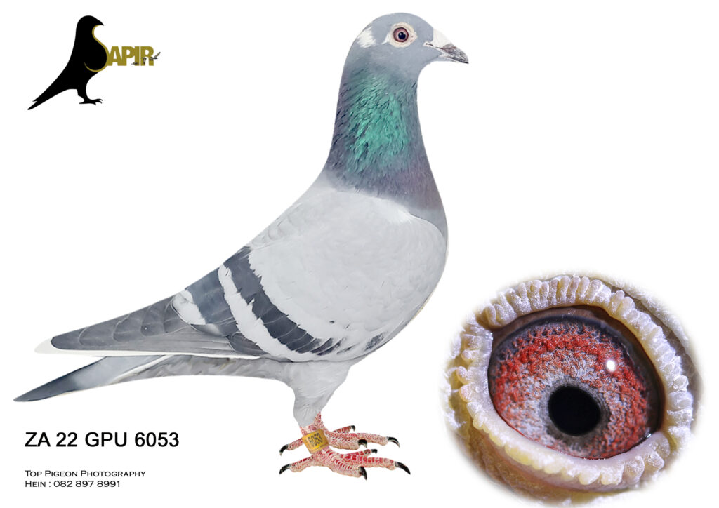 Lot 74 SAPIR AUCTION 1-VICTORIAN LOFTS(BRED BY JOE GOMES)-ZA 22 GPU 6053 BBAR PIED – 6TH FINAL ...