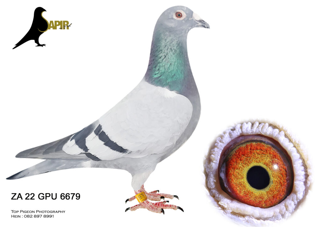 LOT 12 HOT THURSDAY –ZA 22 GPU 6679 BBAR – SIRE: ZA 19 GPU 6825 . Strain: TNT Color: B/Bar A ...