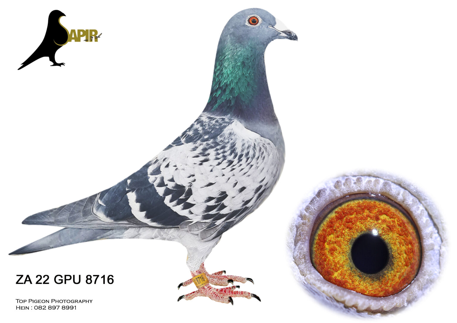 Lot 61 SAPIR AUCTION 1-BENEKE LOFTS-TOPPIGEON-ZA 22 GPU 8716 CHECK – 16TH GRAND AVERAGE WINNER ...