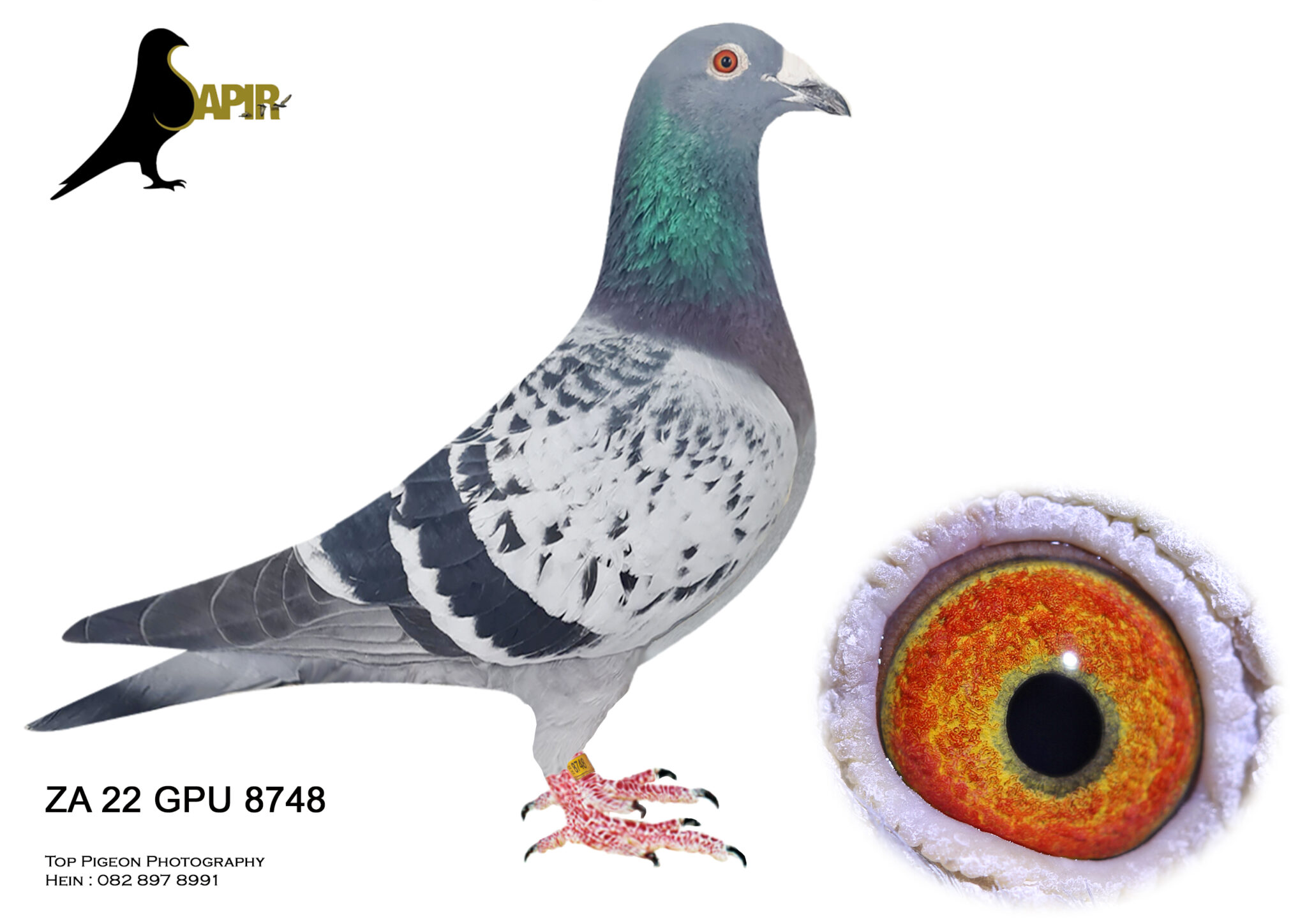 Lot 15 SAPIR AUCTION 1-BENEKE LOFTS-TOPPIGEON-ZA 22 GPU 8748 CHECK – 5TH HOTSPOT AVERAGES – SIRE ...