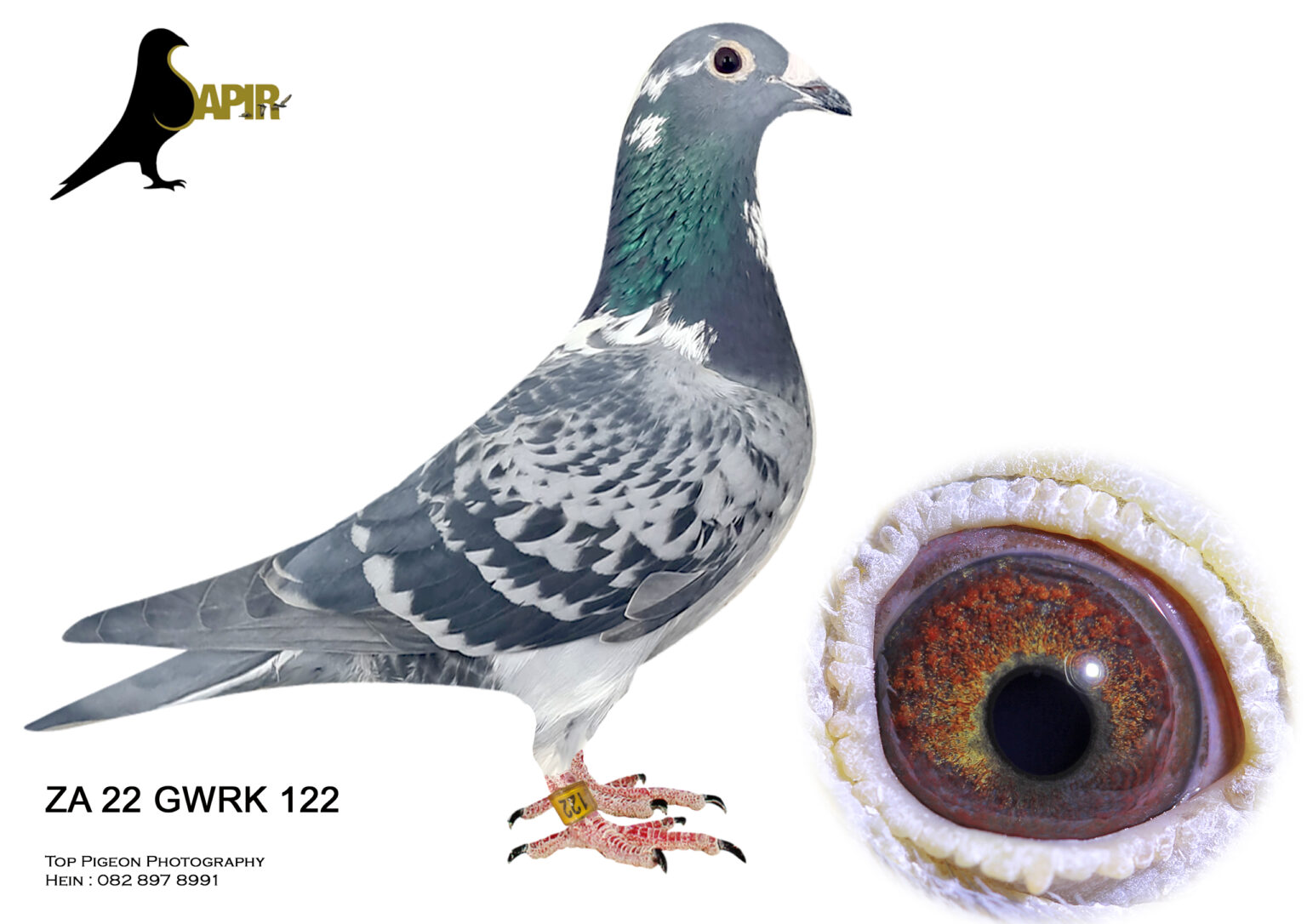 Lot 21 SAPIR AUCTION 1-LEON & KN HOKKE-ZA 22 GWRK 122 CHPD – SIRE: ZA 21 GWRK 49 . SLIMME ...