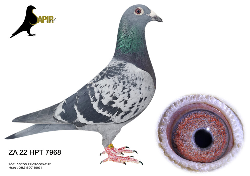 Lot 22 SAPIR AUCTION 1-JJJ VAN DER LINDE & DJ SCHOLTZ & AVATAR-ZA 22 HPT 7968 CHECK -SIRE: 7932 ...