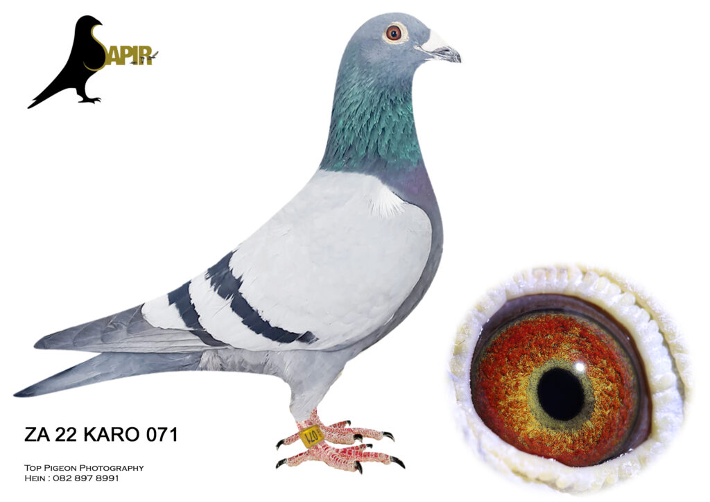 Lot 24 SAPIR AUCTION 1-KAROO HOKKE-ZA 22 KARO 071 BBAR – SIRE: 10 SRF 04644 . Alias “”FED X ...