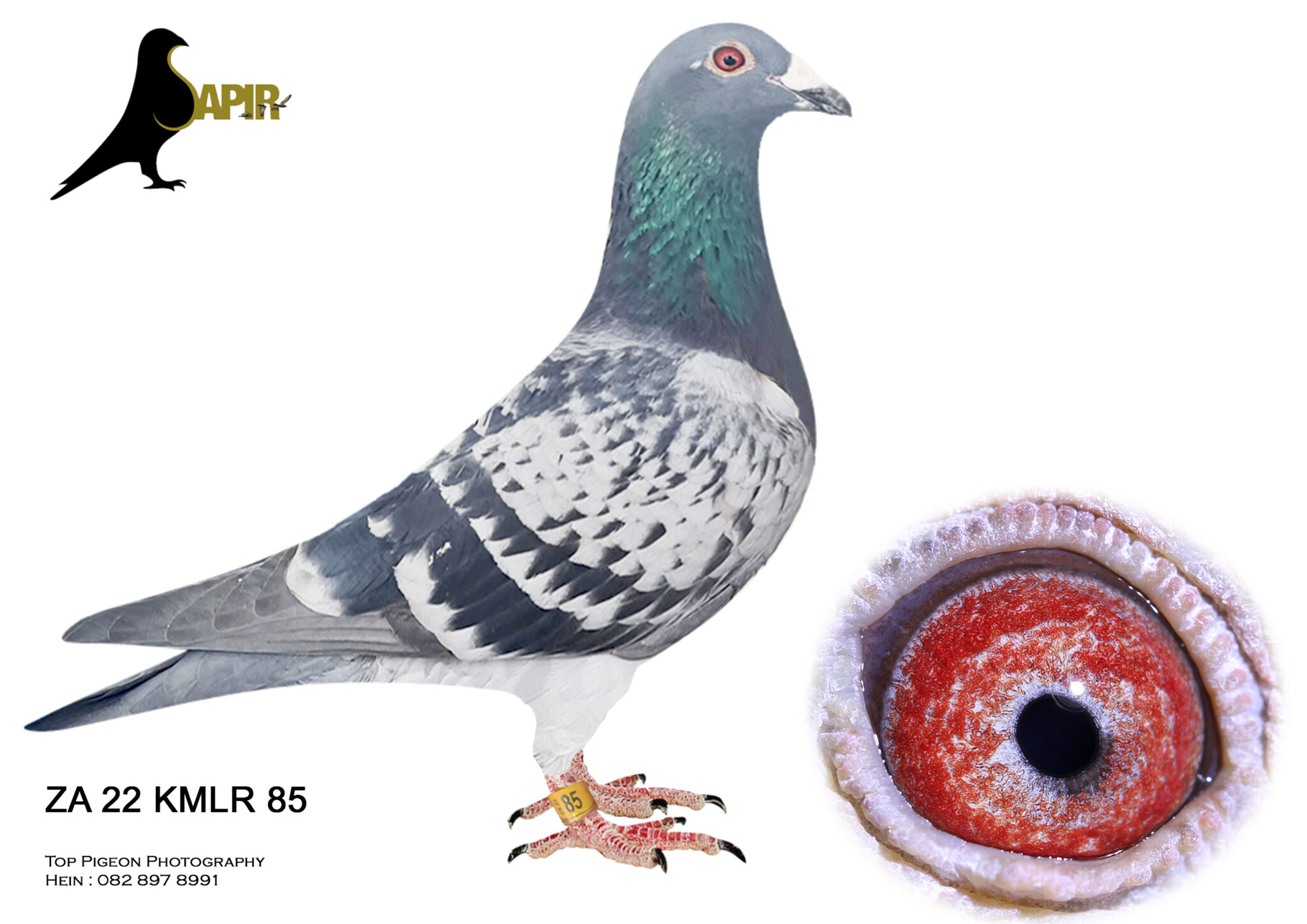 Lot 26 SAPIR AUCTION 1-WERNER & KM HOKKE-ZA 22 KMLR 85 CH – SIRE: ZA 21 MPKD 226 . THIS PIGEON ...