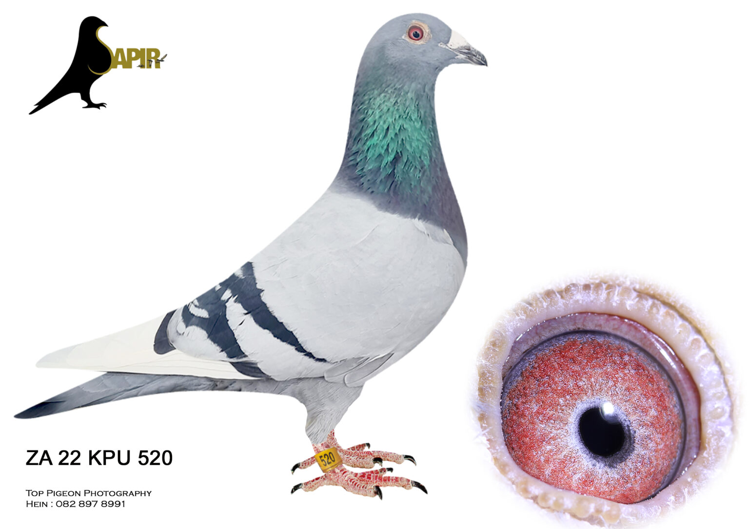 Lot 27 SAPIR AUCTION 1-IGNIS FIRE-ZA 22 KPU 520 BBAR WF – SIRE: 326 WRRPA 20 MPKD . KAASBOER ...