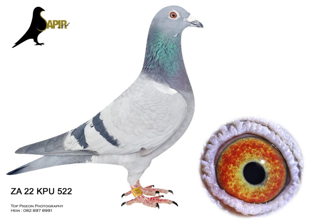 .LOT 8 SAPIR AUCTION 2 -IGNIS & CANINE-ZA 22 KPU 522 BBAR – HOTSPOT 1 EQUAL WINNER – —SIRE: 334 ...