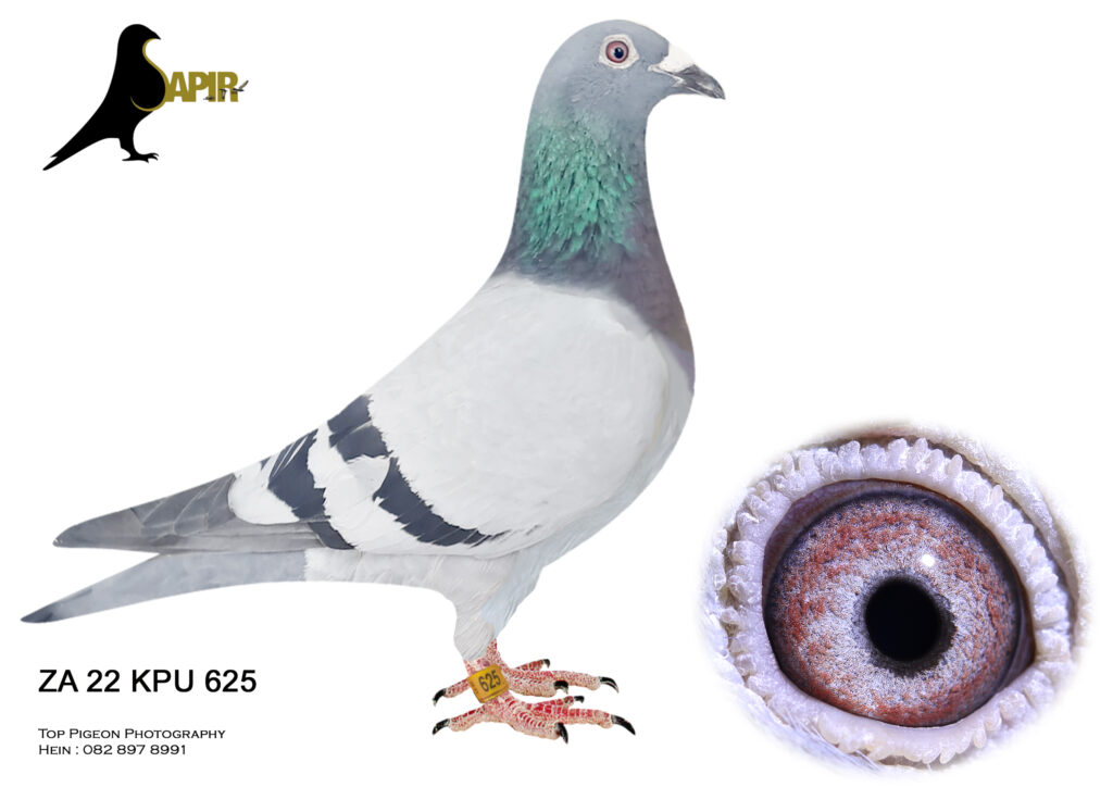 Lot 25 SAPIR AUCTION 1-ROOIKAT(BRED BY DIE PAINTERS)-ZA 22 KPU 625 BBAR – This hen flew 2nd ...