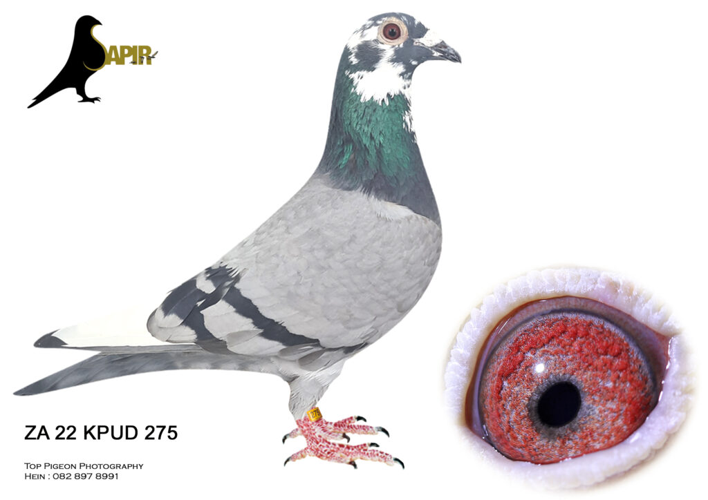 Lot 68 SAPIR AUCTION 1-ROOIKAT-ZA 22 KPUD 275 BBPD – SIRE: 257 ZA 22 KPUD SPRITZY. 2 X WINNER ...