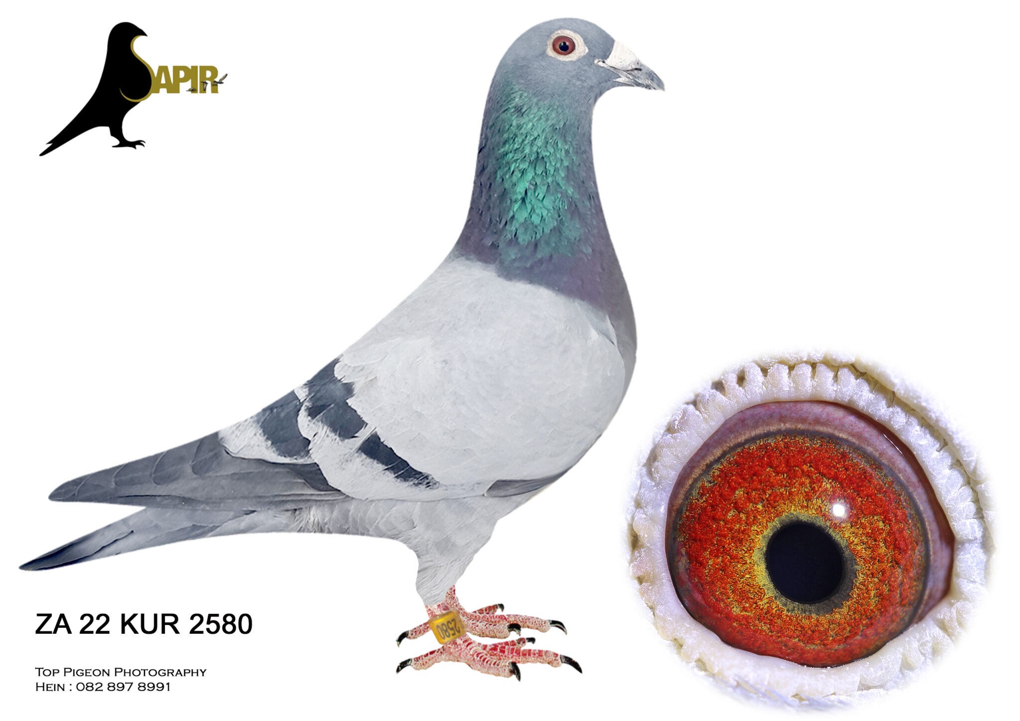 Lot 49 SAPIR AUCTION 1-HILLSIDE LOFTS B-ZA 22 KUR 2580 BBAR – SIRE: ZA OP 2020 18545.. BRED FROM ...