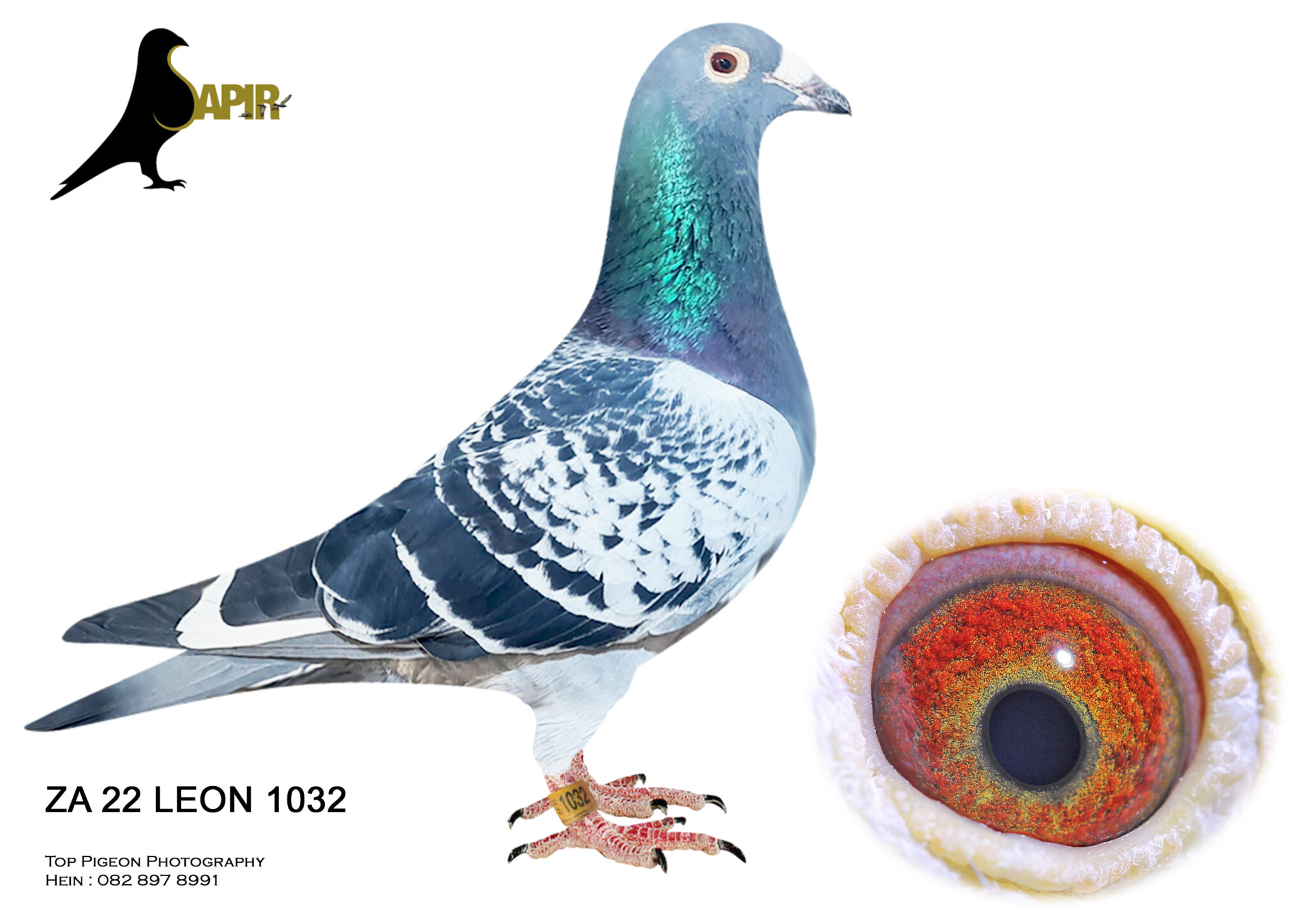 Lot 35 SAPIR AUCTION 1-LEON & FRIK-ZA 22 LEON 1032 CHECK – SIRE” ZA 19 ...