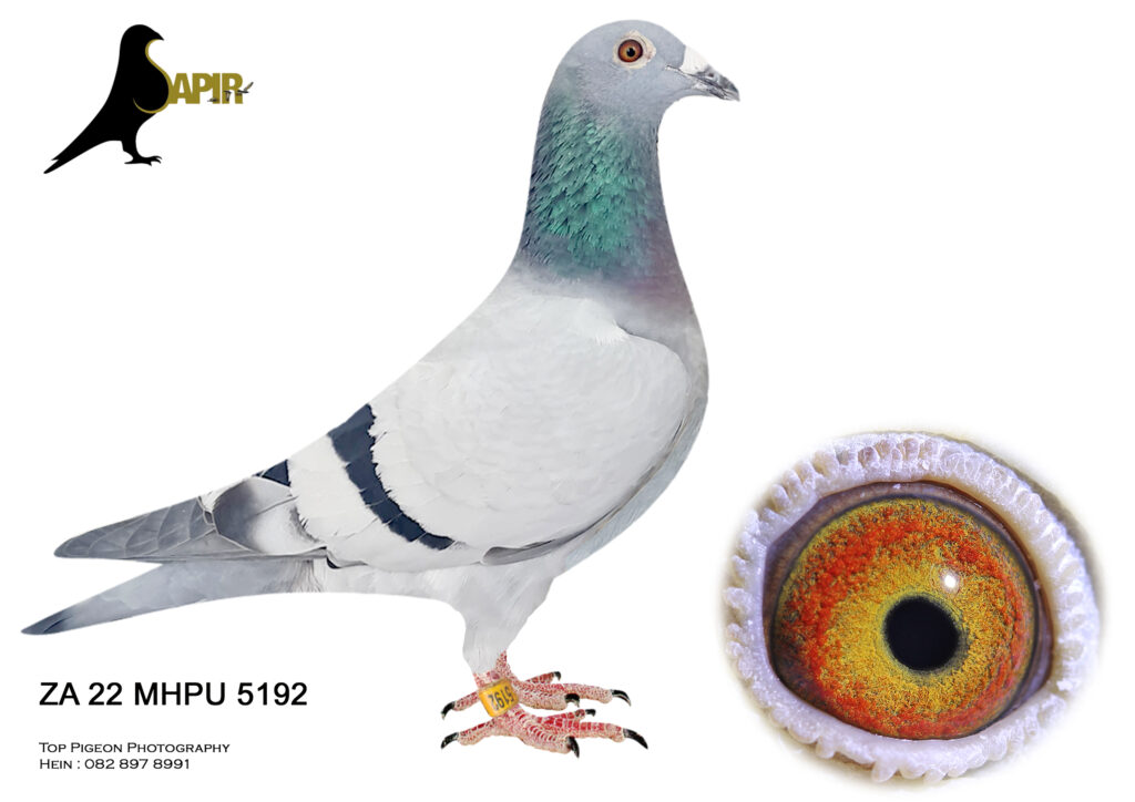 Lot 29 SAPIR AUCTION 1-FRIK & LEON-ZA 22 MHPU 5192 “MAMBA” -12TH FINAL RACE—12—– SIRE: ZA 18 ...