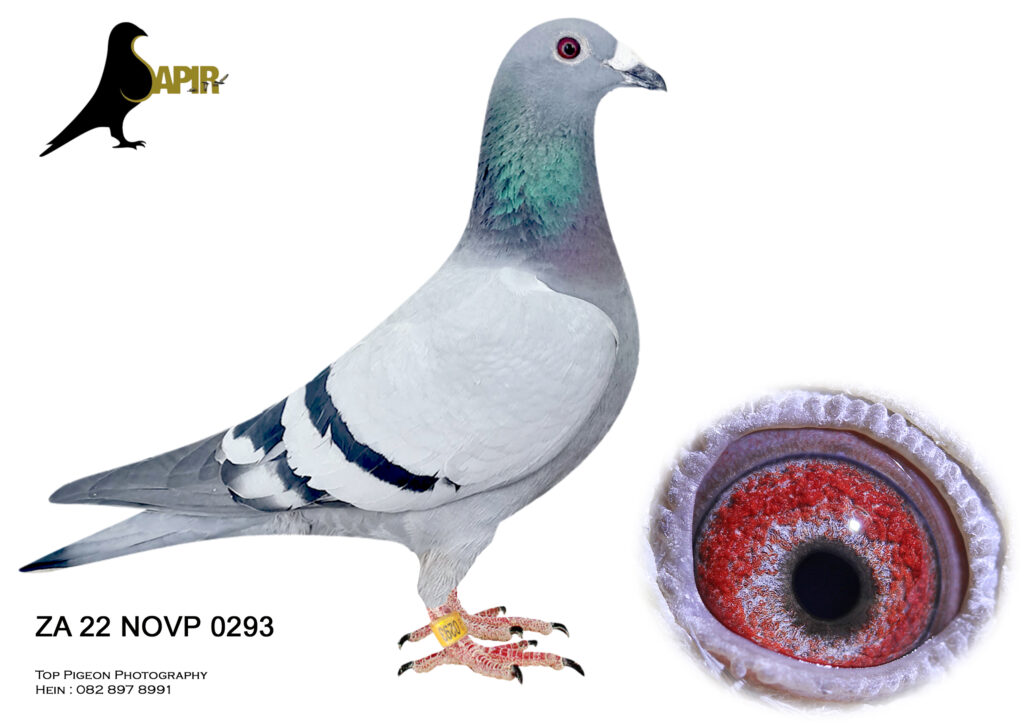 LOT 39- SAPIR AUCTION 4 –ACES RACING PIGEONS – ZA 22 NOVP 0293 – NO PEDIGREE!!
