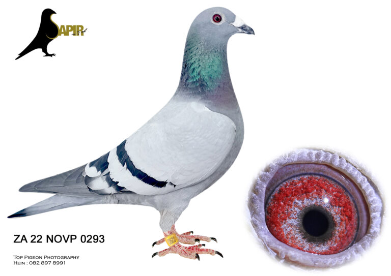 LOT 39- SAPIR AUCTION 4 –ACES RACING PIGEONS – ZA 22 NOVP 0293 – NO PEDIGREE!!