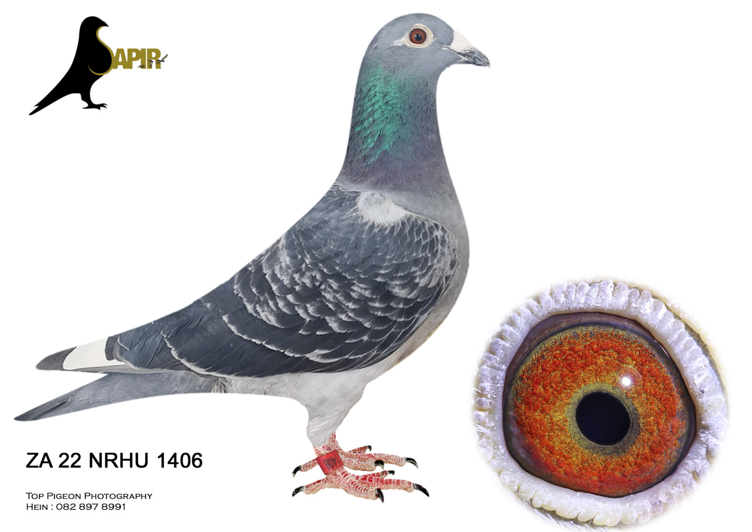 Lot 72 SAPIR AUCTION 1-JJM LOFTS-ZA 22 NRHU 1406 CHWF – 4TH GRAND AVERAGE WINNER , EQUAL WINNER ...