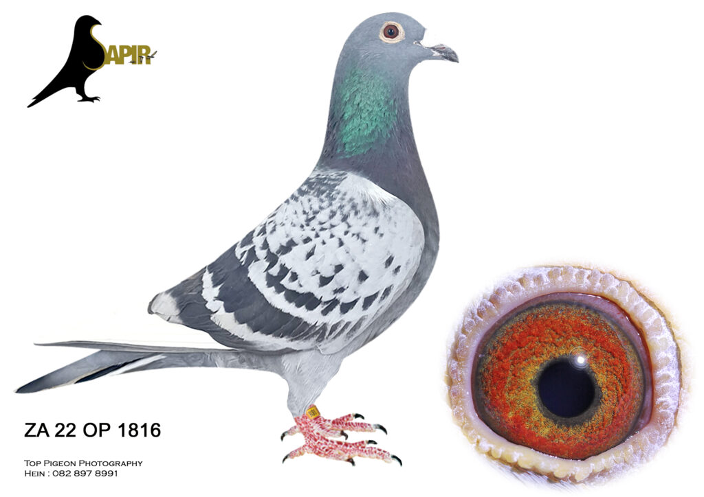 Lot 54 SAPIR AUCTION 1-DOUBLE J & J VENTER & WILANI-ZA 22 OP 1816 chwf —-SIRE: NOVS 1019/20 ...