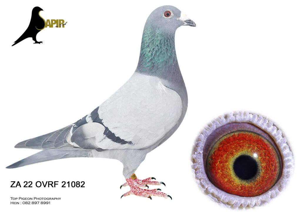 Lot 34 SAPIR AUCTION 1-BEVLER-ZA 22 OVRF 21082 BBAR – SIRE:491 ZA 20 MPKD. GJT LOFTS . CHIPO ...