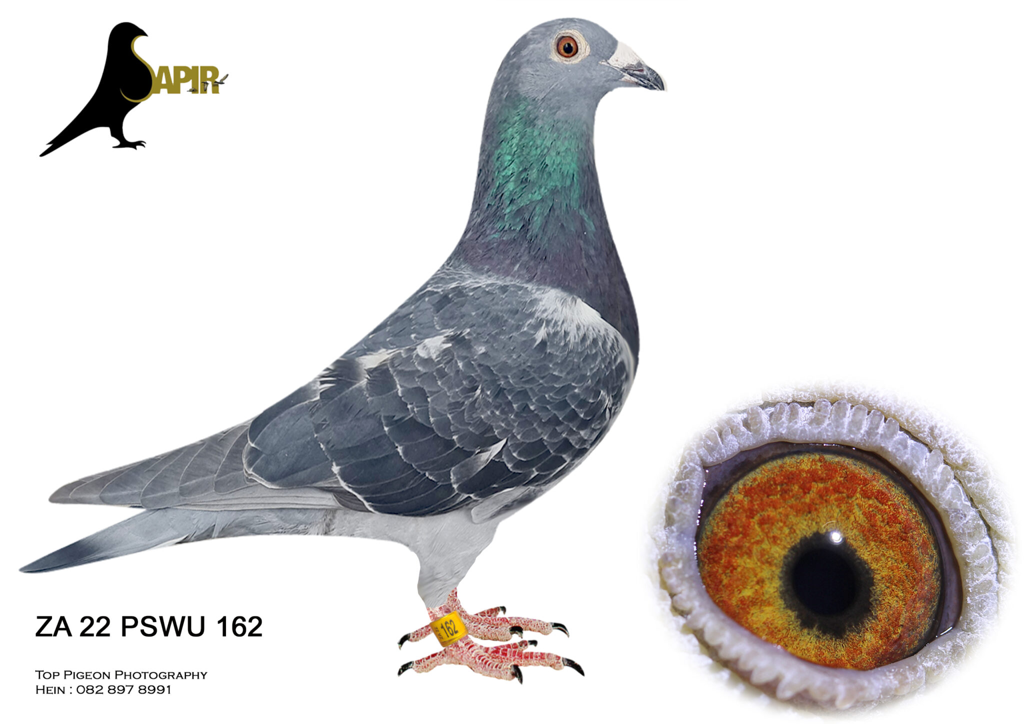 Lot 30 SAPIR AUCTION 1-DOUBLE J RACERS-ZA 22 PSWU 162 DCH – HOTSPOT AVERAGE WINNER WINNING R25 ...