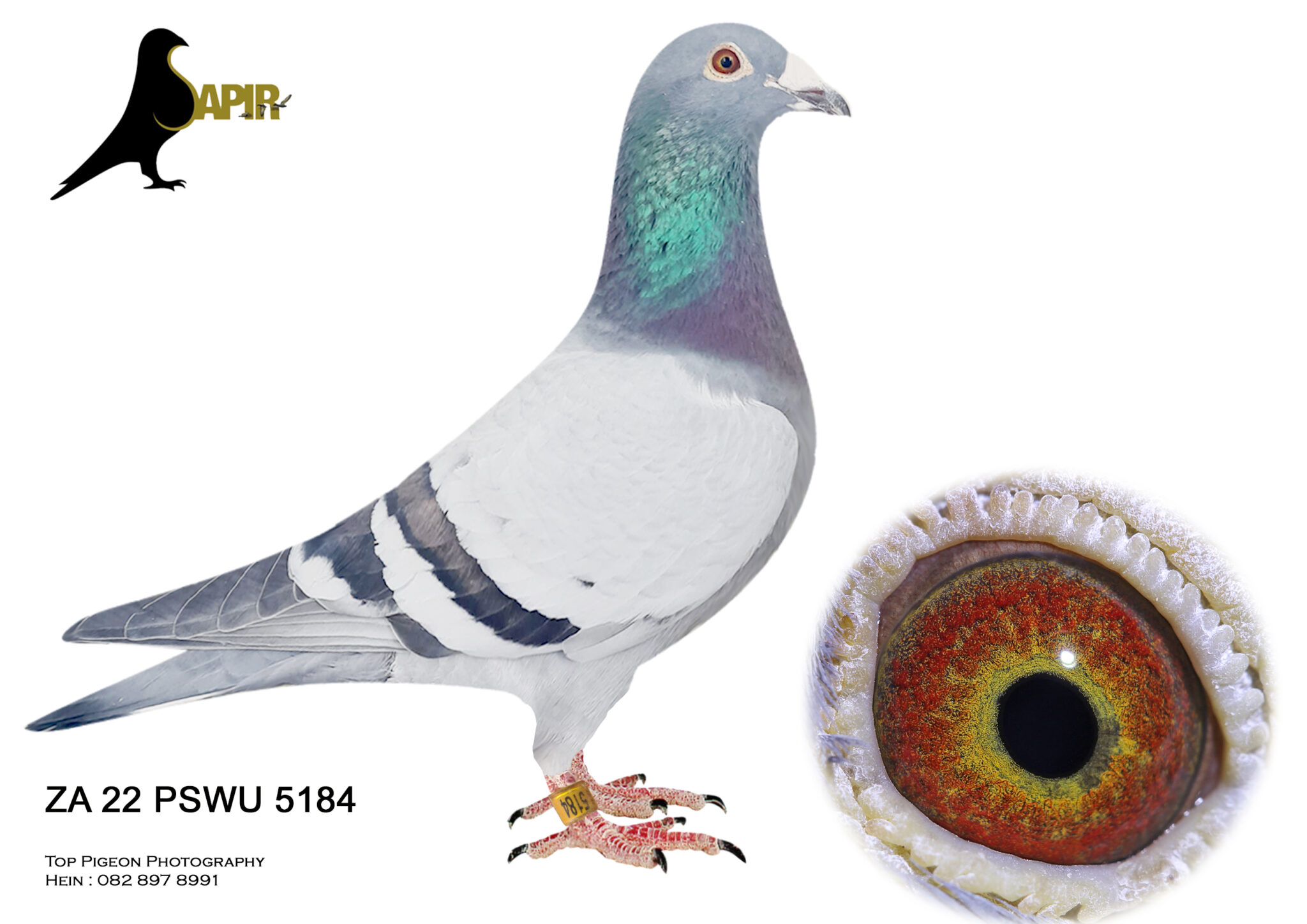 .LOT 9 – MID MARCH AUCTION -ZA 22 PSWU 5184 BBAR – SIRE: 238638 ZA 19 ...