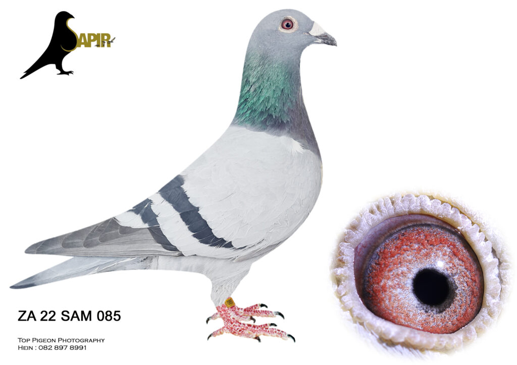 Lot 78 SAPIR AUCTION 1-UTHEMBAKELE FAMILY-ZA 22 SAM 085 BBAR – 4TH HOTSPOT 2 WINNING R10 000.00 ...