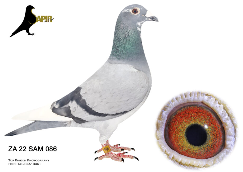 Lot 10 SAPIR AUCTION 1-UTHEMBAKELE FAMILY-ZA 22 SAM 086 – SAPIR ONE LOFT RACE 2023 SEASON -1st ...