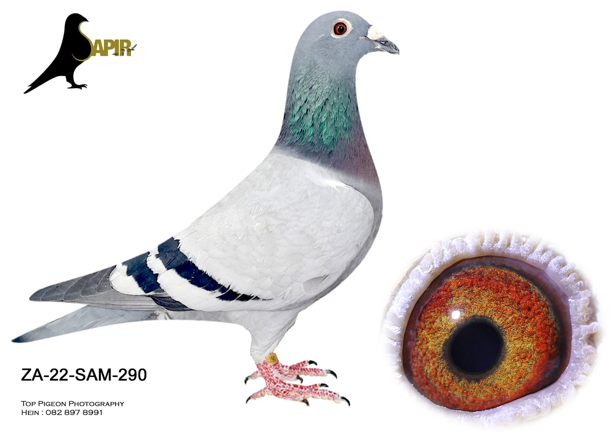 Lot 18 SAPIR AUCTION 1-SAMUEL LOFTS-ZA 22 SAM 290 BBAR – HOTSPOT 4 WINNER WINNING R50 000.00 ...