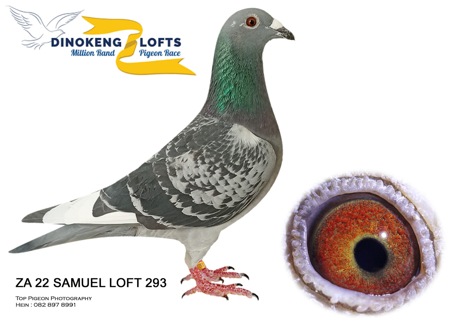 Lot 94 DINOKENG LOFTS AUCTION 2-SAMUEL LOFTS-ZA SAMUEL LOFTS 22 293 – SIRE: 13825 PL 20 0262 ...