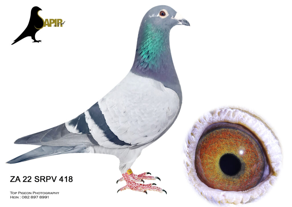 Lot 28 SAPIR AUCTION 1-WILLIE MUNNIK-ZA 22 SRPV 418 BBAR – SAPIR 2023 FATHER WIN ALLFLIGHT ...