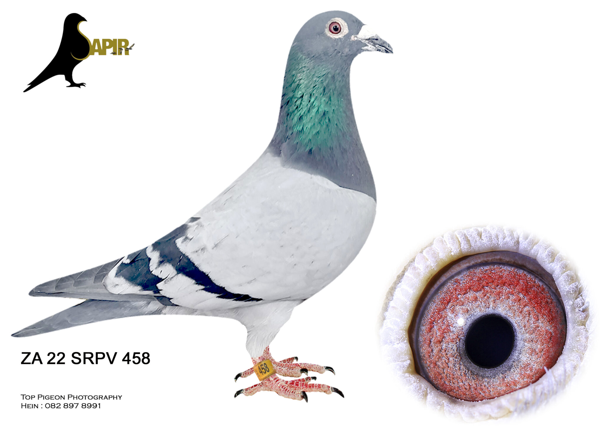 LOT 47 HARRY WILLSON –ZA 22 SRPV 458 BBAR – HOTSPOT 1 EQUAL WINNER—–S’810″ SABLON FAMILY,BRED BY ...