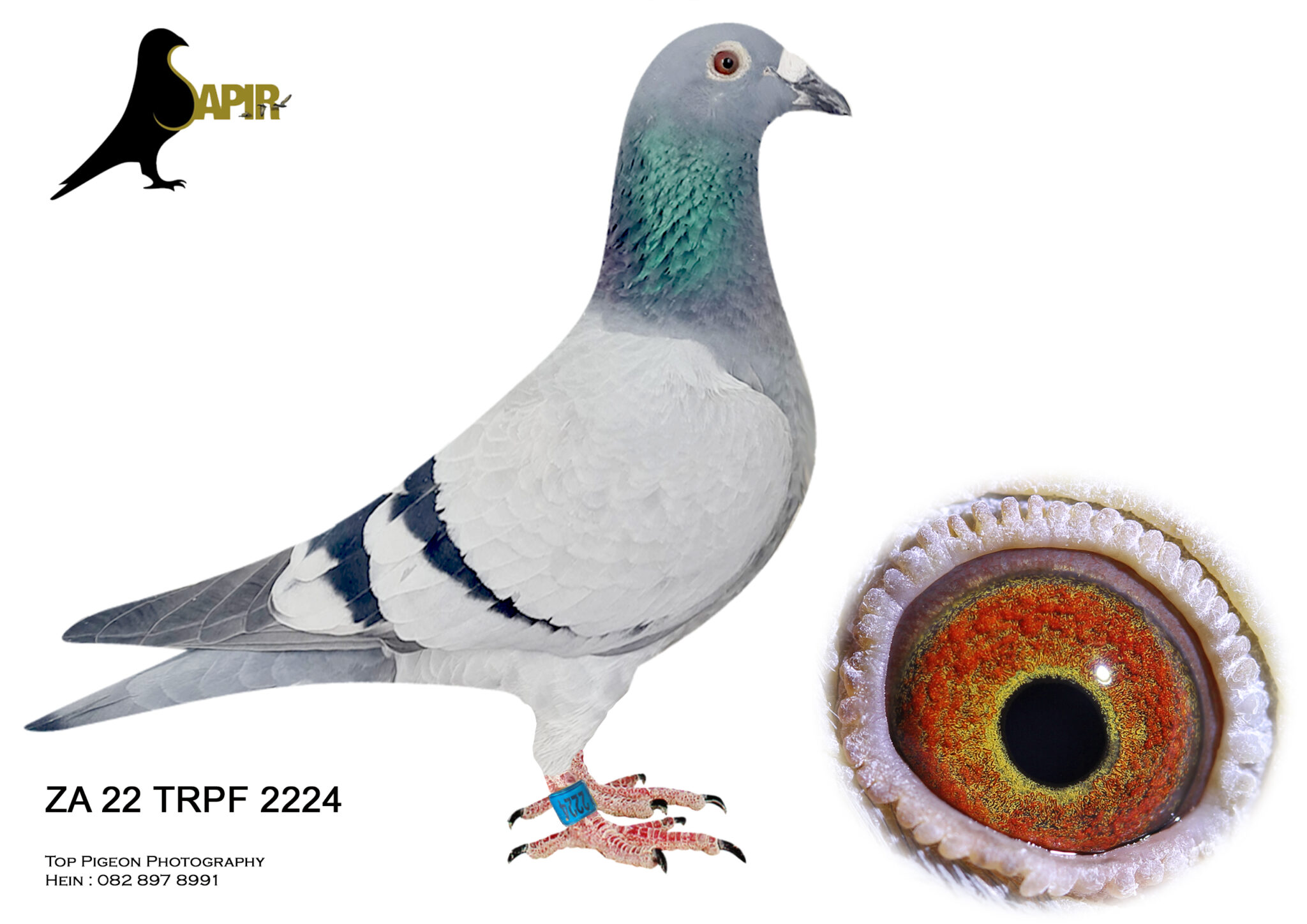 Lot 55 SAPIR AUCTION 1-HIGLANDER LOFTS-ZA 22 TRPF 2224 BBAR – 3RD GRAND AVERAGE WINNER , HOTSPOT ...