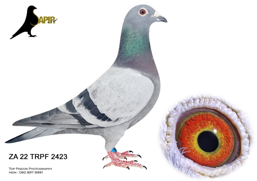 Lot 38 SAPIR AUCTION 1-CANNISTARO(BRED BY WILLEM MULLER)-ZA 22 TRPF ...